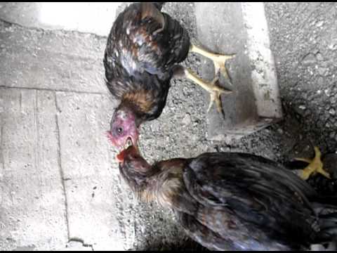 POLLOS DE COMBATE PELIANDO 2 MESES DE NACIDO.AVI - YouTube