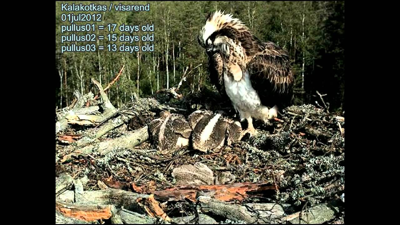 Kalakotkas / visarend in Estland, 01jul2012 third chick not able to ...