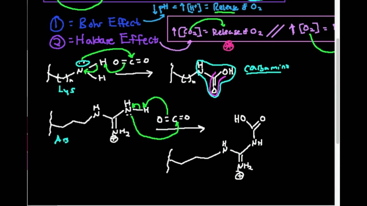 Hemoglobin Function: Haldane Effect - YouTube