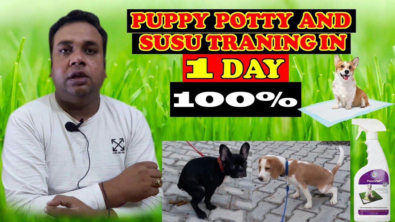 Puppy Potty/Susu Training 1 Day In Hindi/कुत्ते को सुसु पॉटी ट्रेनिंग ...