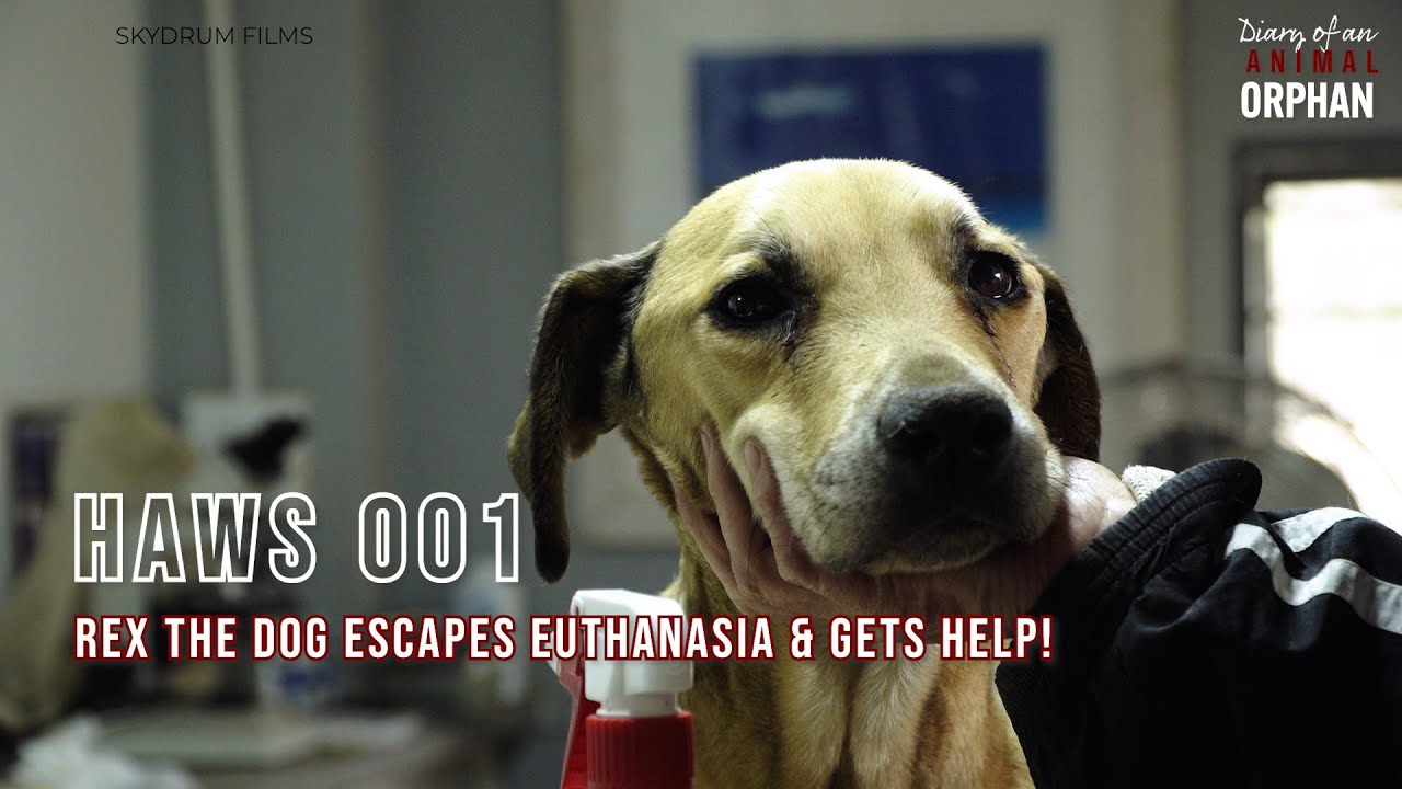 Rex the dog escapes euthanasia and gets a 2nd chance #hopeforanimals # ...