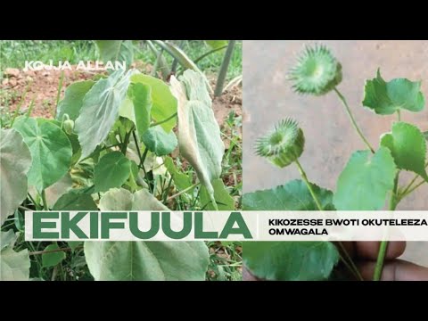Ekifuula Laba Emigaso N'Enkozesa Mubakyala Abasajja Ekifula - YouTube