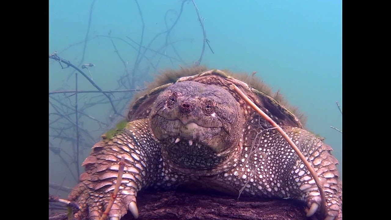 Snapping Turtle in Lake Marion - YouTube