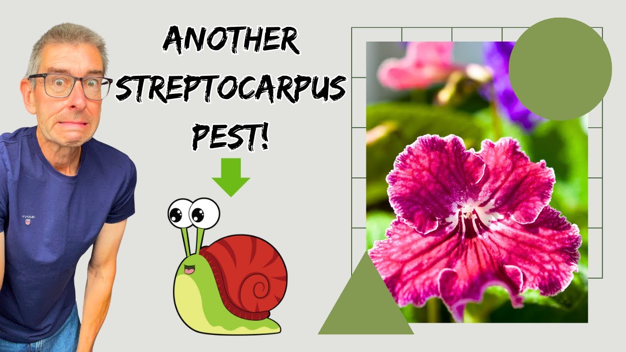 Bush Snails in Streptocarpus Pots? More Pests to Deal with! 🫣 - YouTube