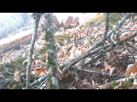 Lerik. Meşə mafiyası. \