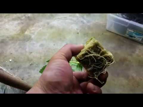GG4 grow 2020. attempting to grow 10+ pound a plant video2 - YouTube