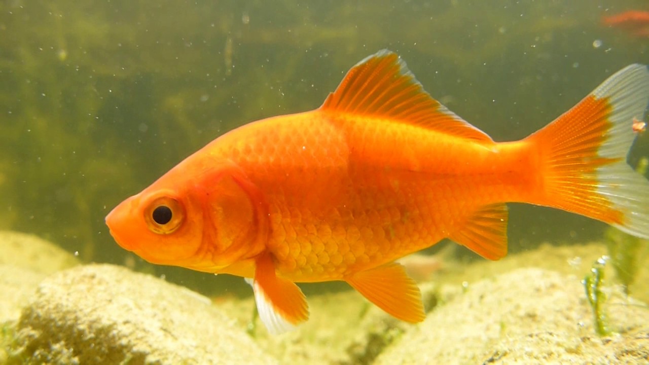 Gartenteich! Super Unterwasser-Aufnahmen! - YouTube