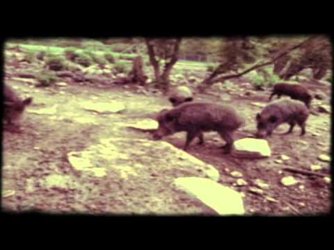 Wild Boar Fight in Germany!! - YouTube