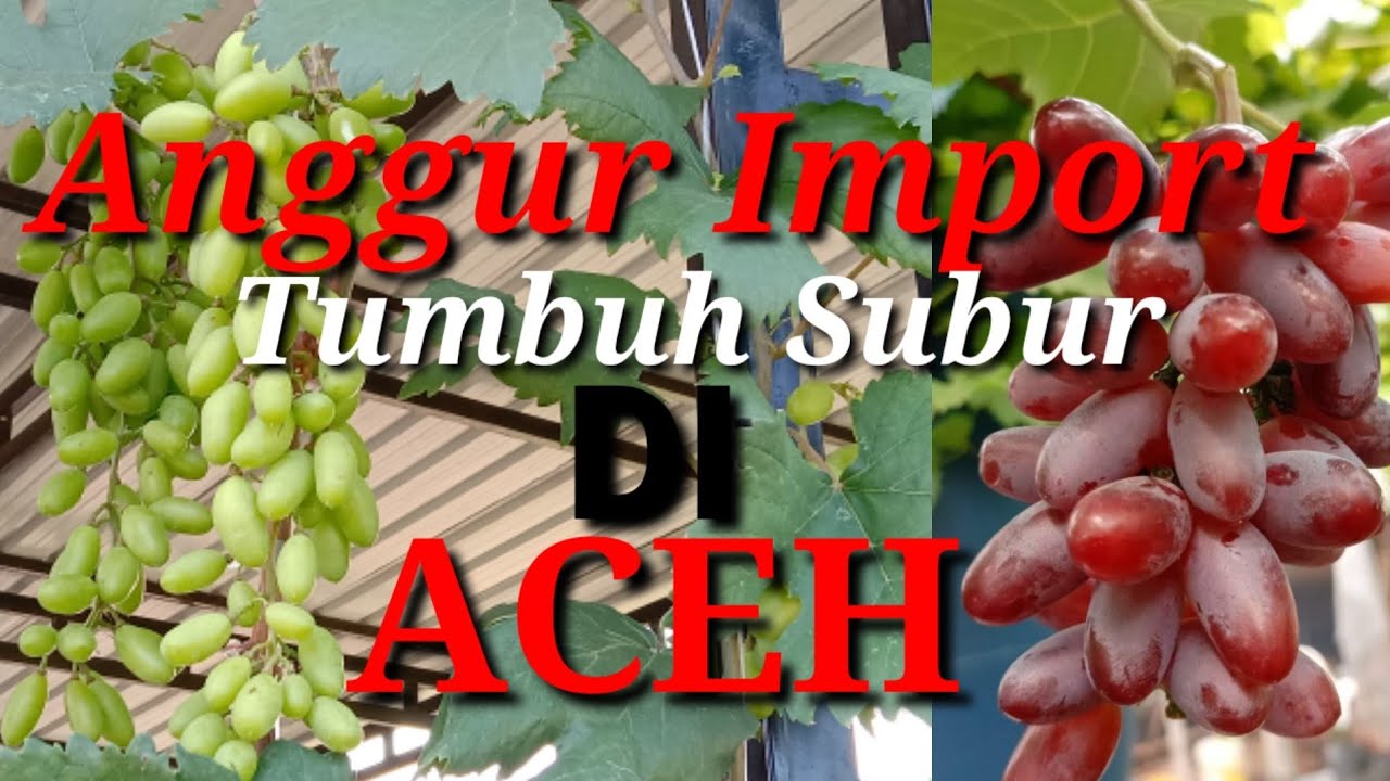 #cara Tanam#anggur Import Di Aceh Ternyata Sangat Subur - YouTube