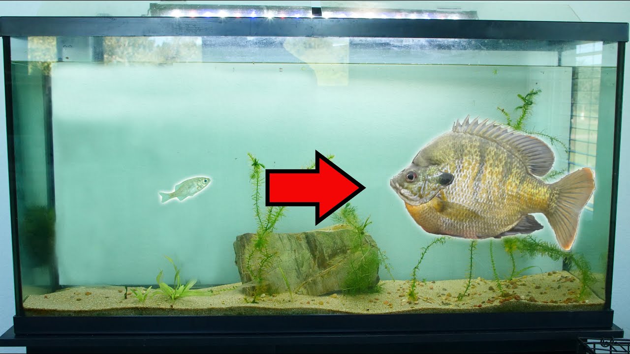 Growing the Next World Record Bluegill! - YouTube