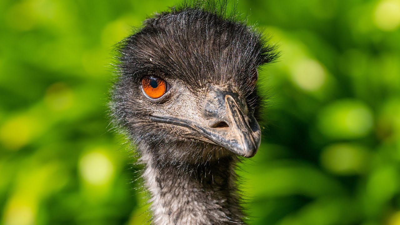 The Emu's Journey - YouTube