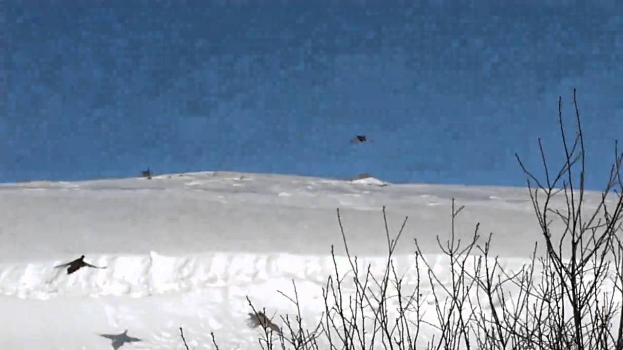 Pheasant Trapping - Montana - Pheasants Flying - YouTube