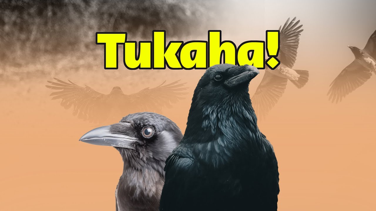 Tukaha | Xayawaanka ugu caqliga badan xaywaanada | Waxay leeyihiin ...