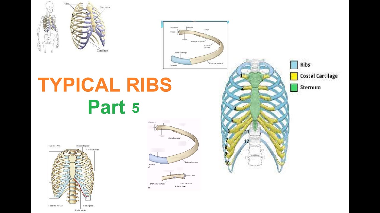 Typical Ribs - Osteology | Types of ribs | BD Chaurasia Book |Part 5 ...