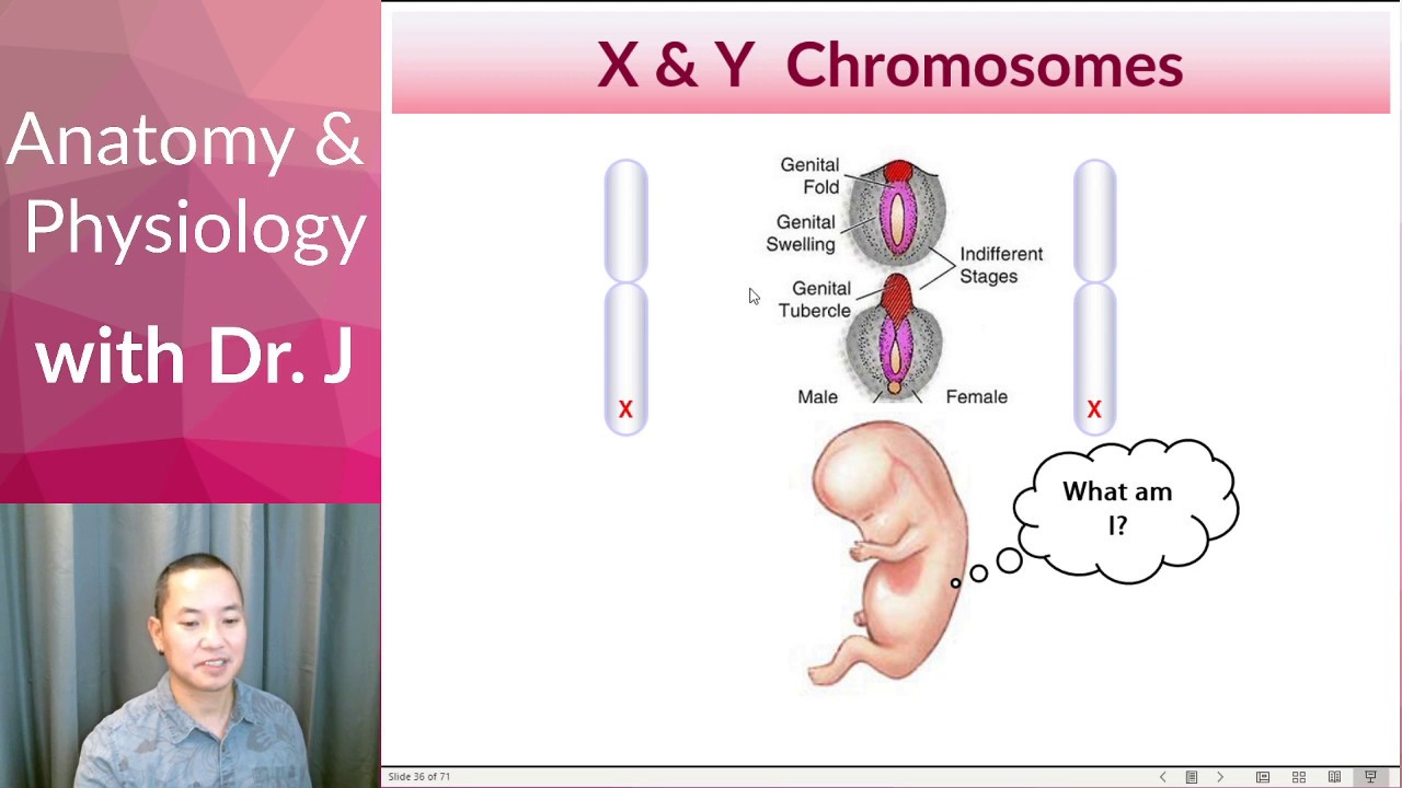 Phyl 142 Reproductive Gonadal Dysgenesis Youtube