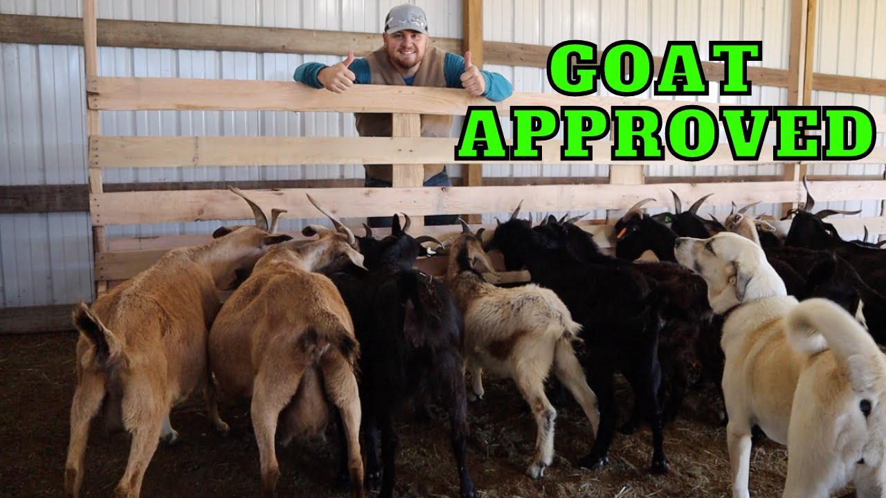 Goat Feed Bunk Is Almost Complete | Will The Homemade Lumber Hold Up ...