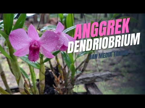 ANGGREK DENDROBIUM UNGGU HARI INI - YouTube