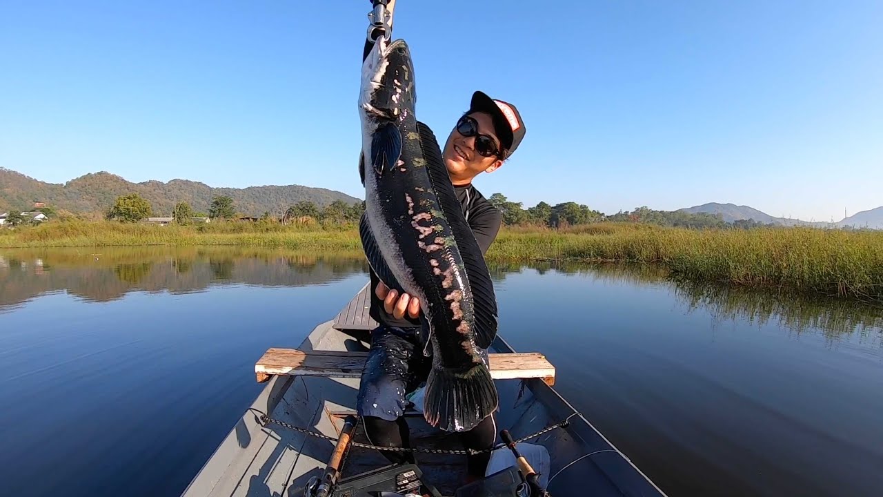 Fishing for Wild Giant Snakehead in Thailand November 2019 - YouTube