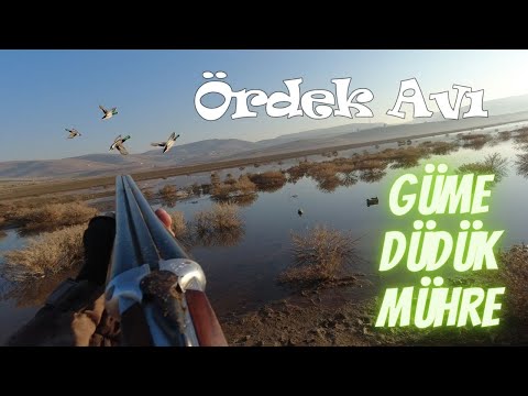 Çifte ile Ördek Avı Sabah Beki. Ördek Sürüsü Gümeye Girecekti. #ördekavı  #mallardduckhunting