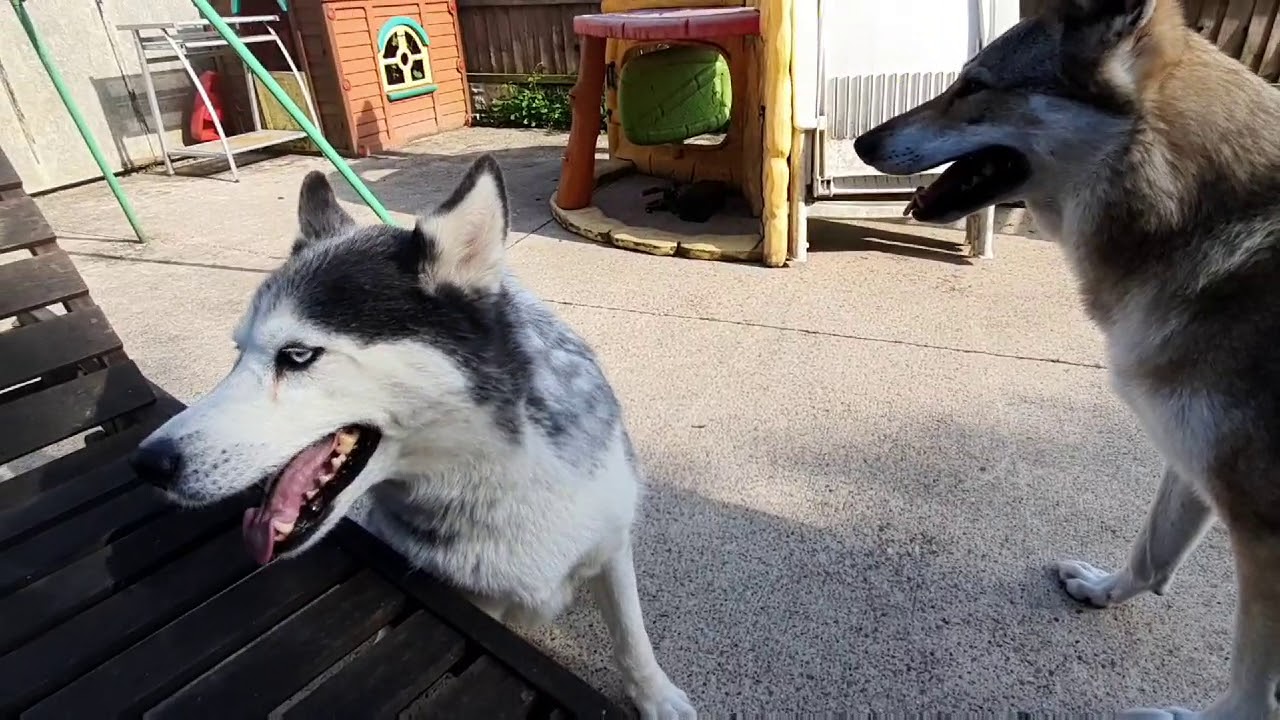 Skye Siberian Husky is playful again with sister Tala Czechoslovakian ...