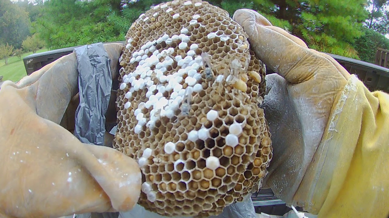Yellow Jackets hiding in Outdoor Deck Box! Be Careful Opening! - YouTube