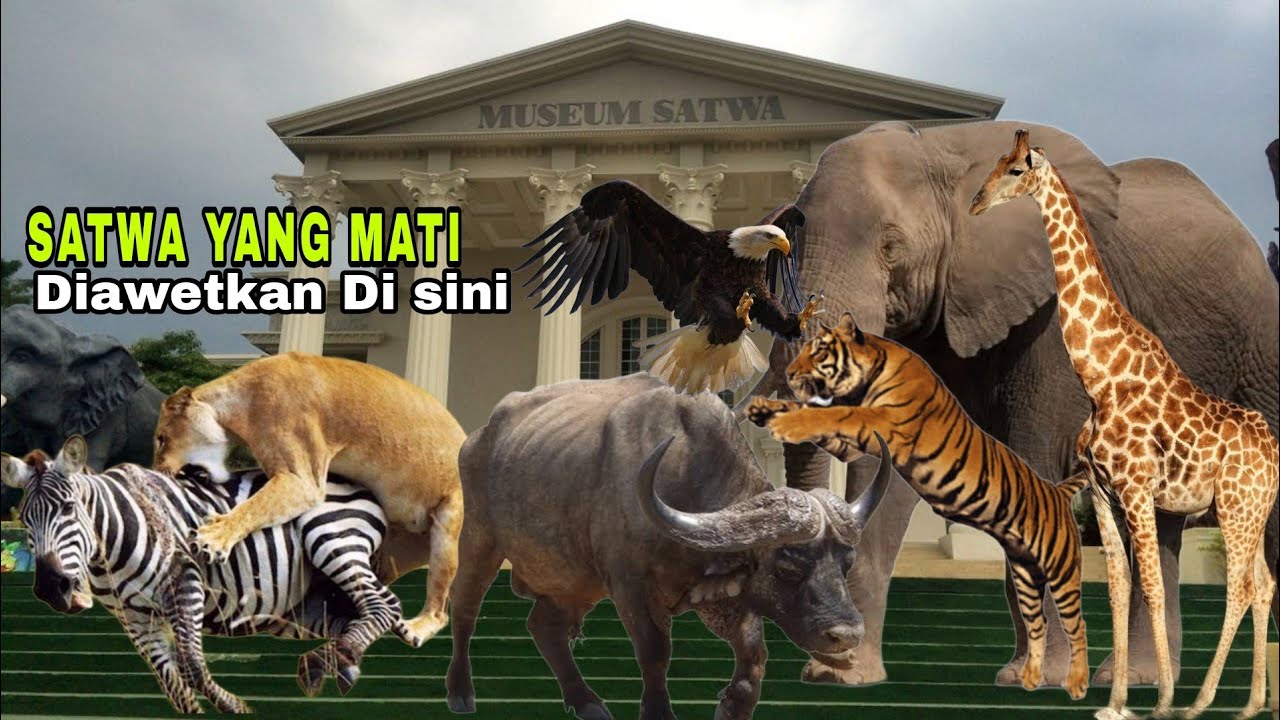 MELIHAT BERBAGAI SATWA YANG DIAWETKAN DI MUSEUM SATWA BATU SCREET ZOO ...