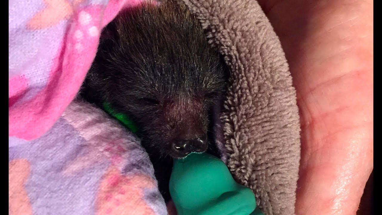 Rescuing a baby flying-fox found on the ground: this is Rennie - YouTube