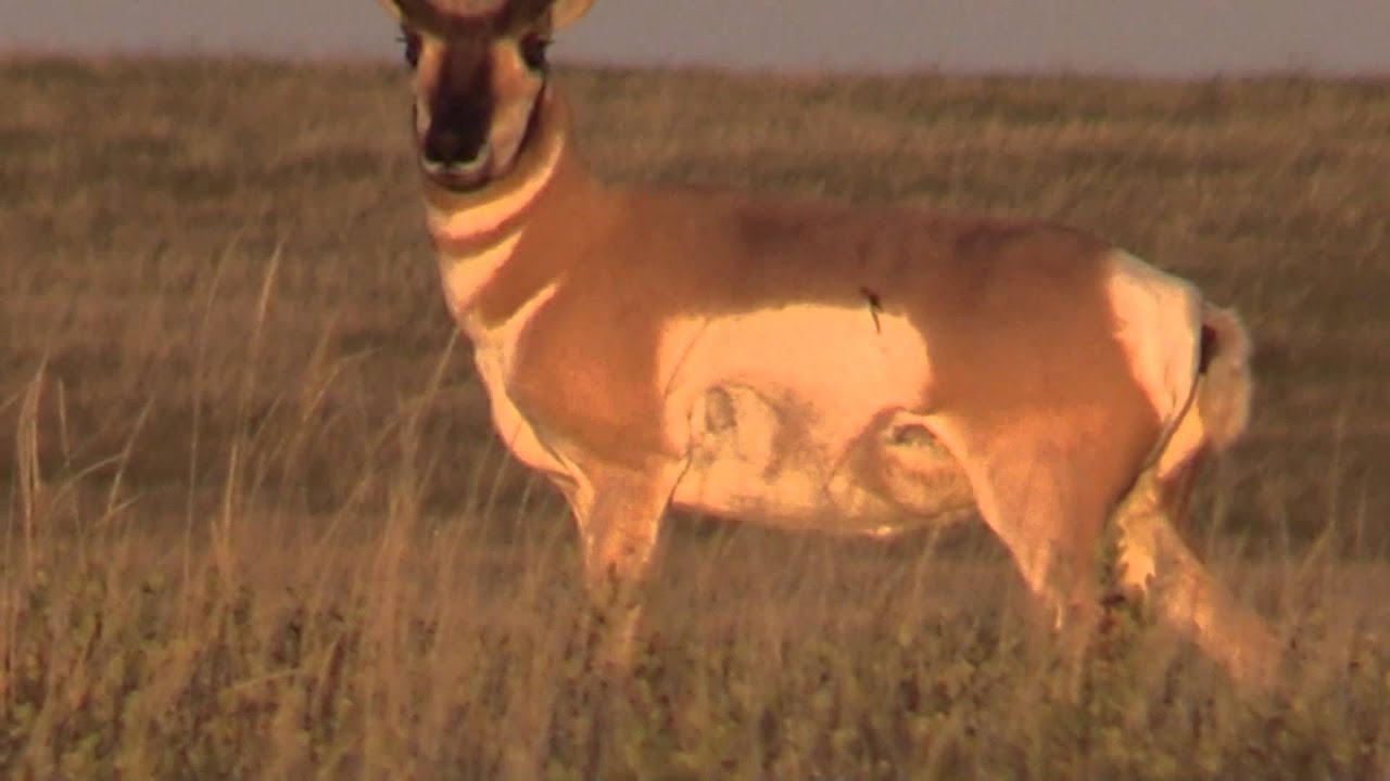 Southern Alberta Archery Antelope 80 yard shot - YouTube