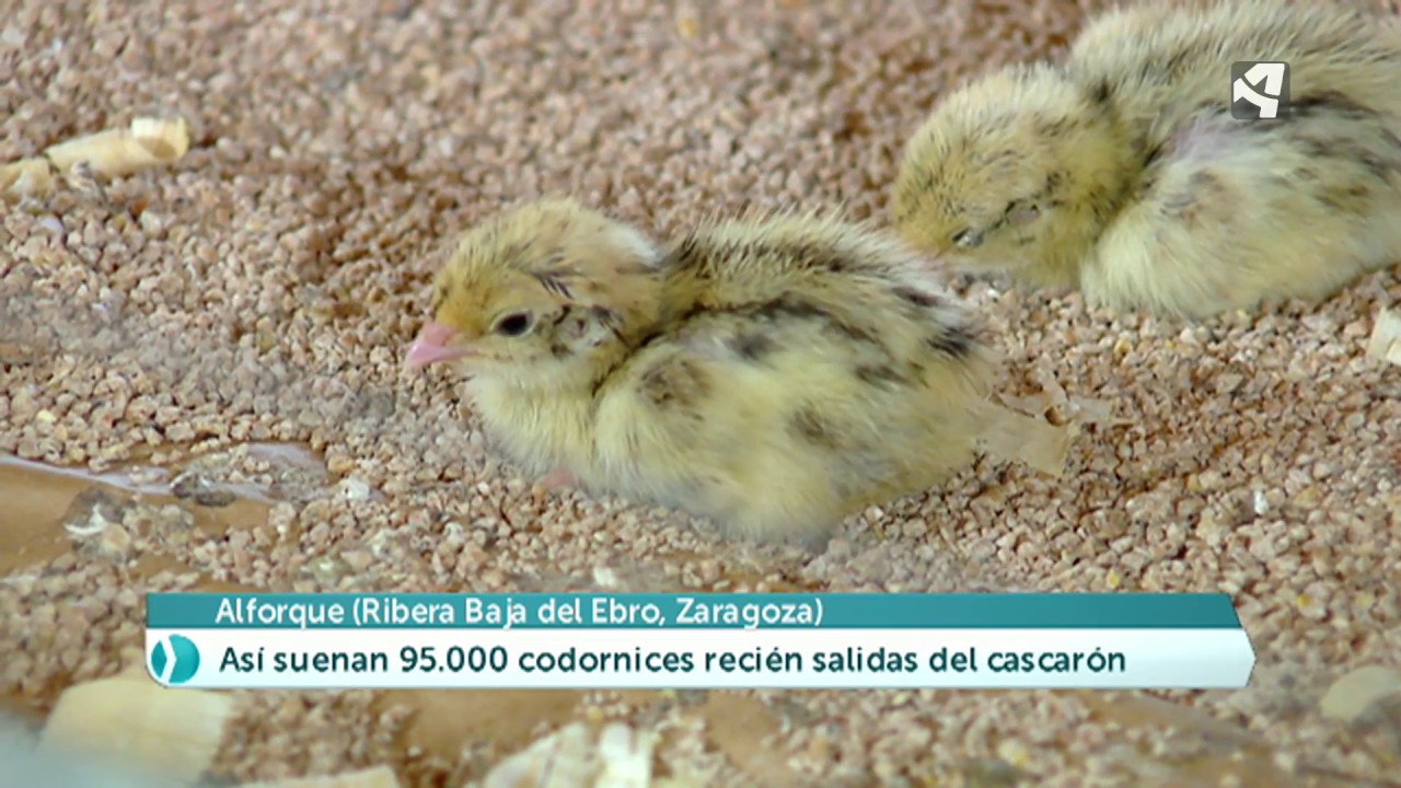95.000 codornices recién nacidas - YouTube