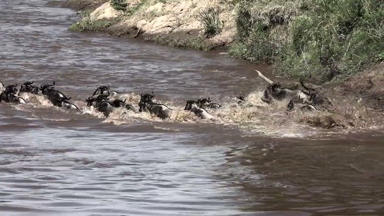 The Great Migration- River Crossing - YouTube