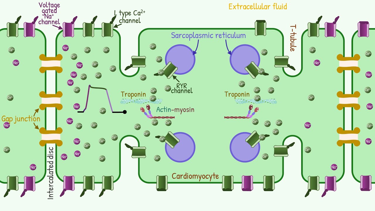 Spread of Impulse & Excitation Contraction Coupling in Cardiac Muscle ...