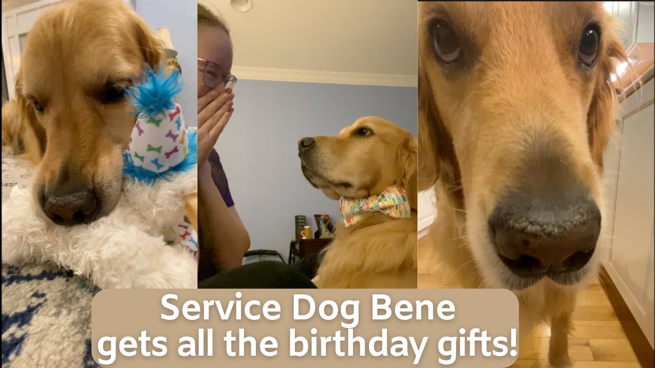 Service Dog Bene gets all the birthday gifts! | Day 166 Post Op ...