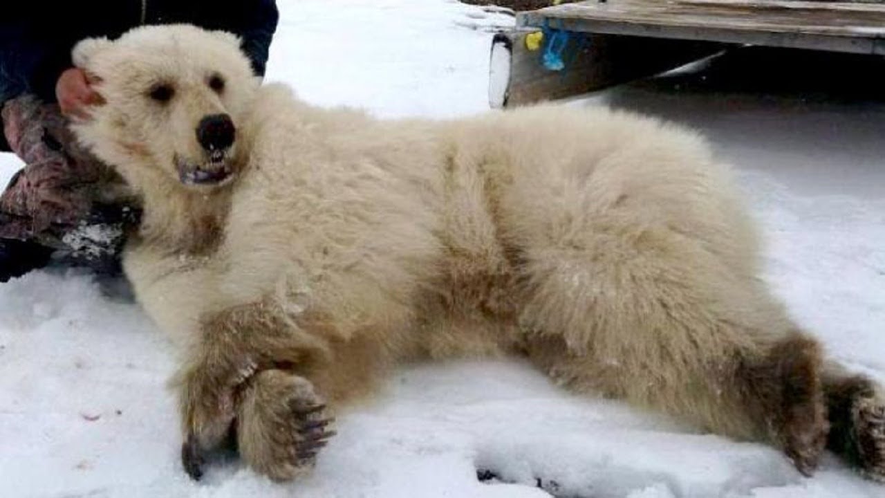Scientists Are Still Struggling to Understand New Pizzly Bear Creature ...