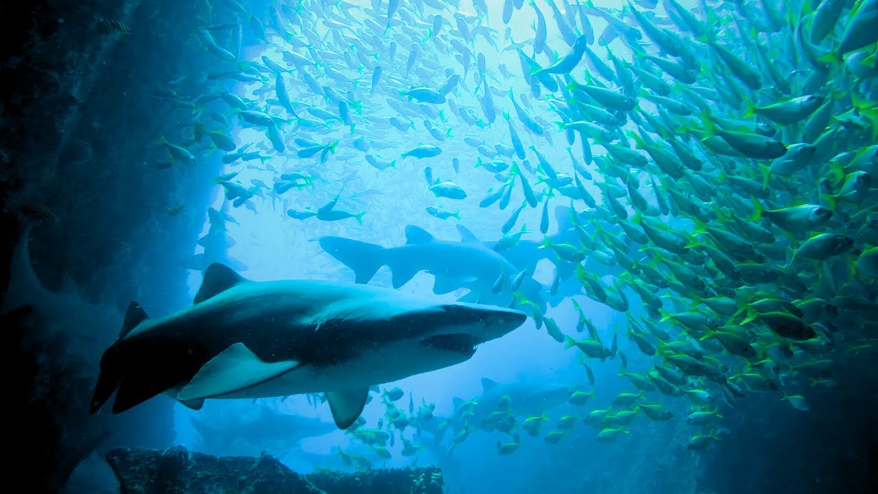 Diving Fish Rock Cave at South West Rocks with near perfect conditions ...
