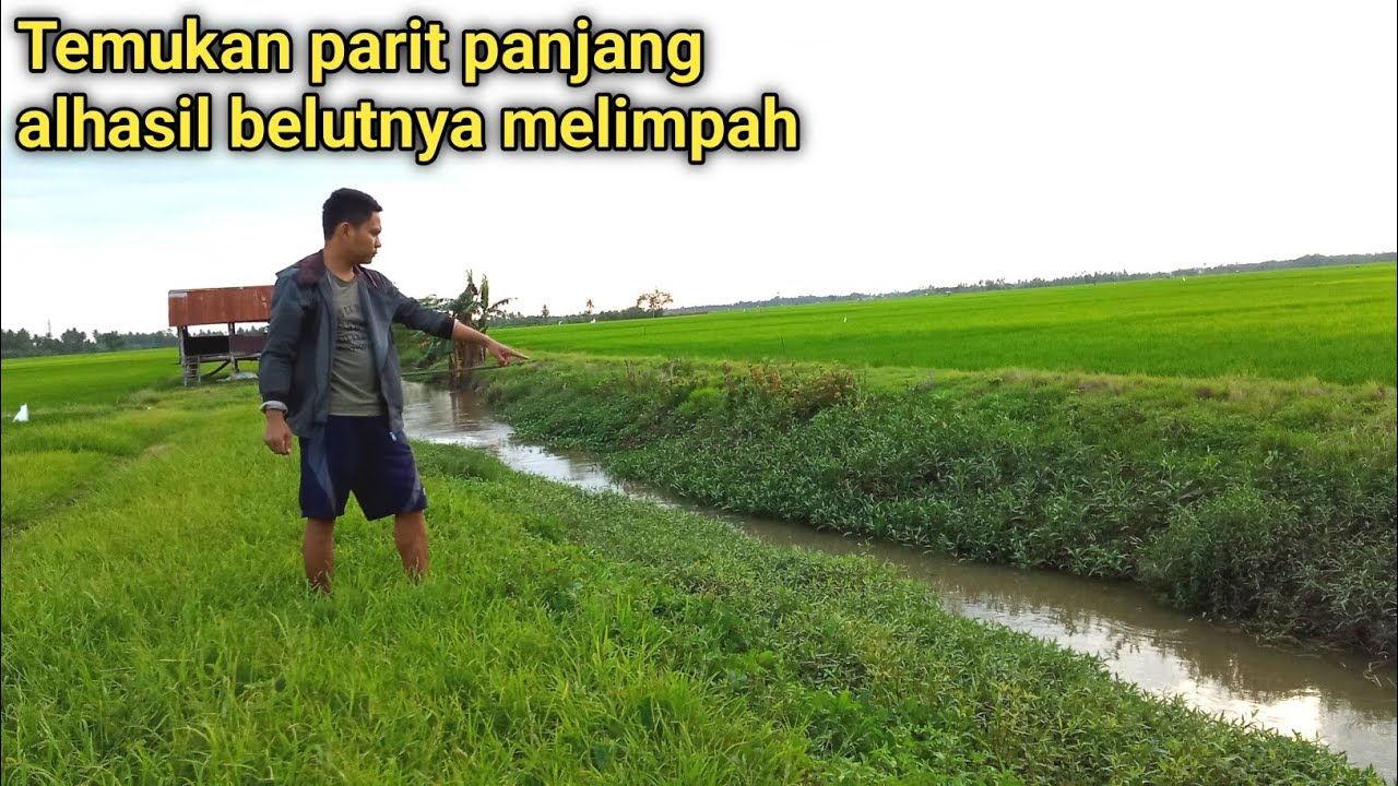 Temukan parit panjang alhasil belutnya melimpah - YouTube