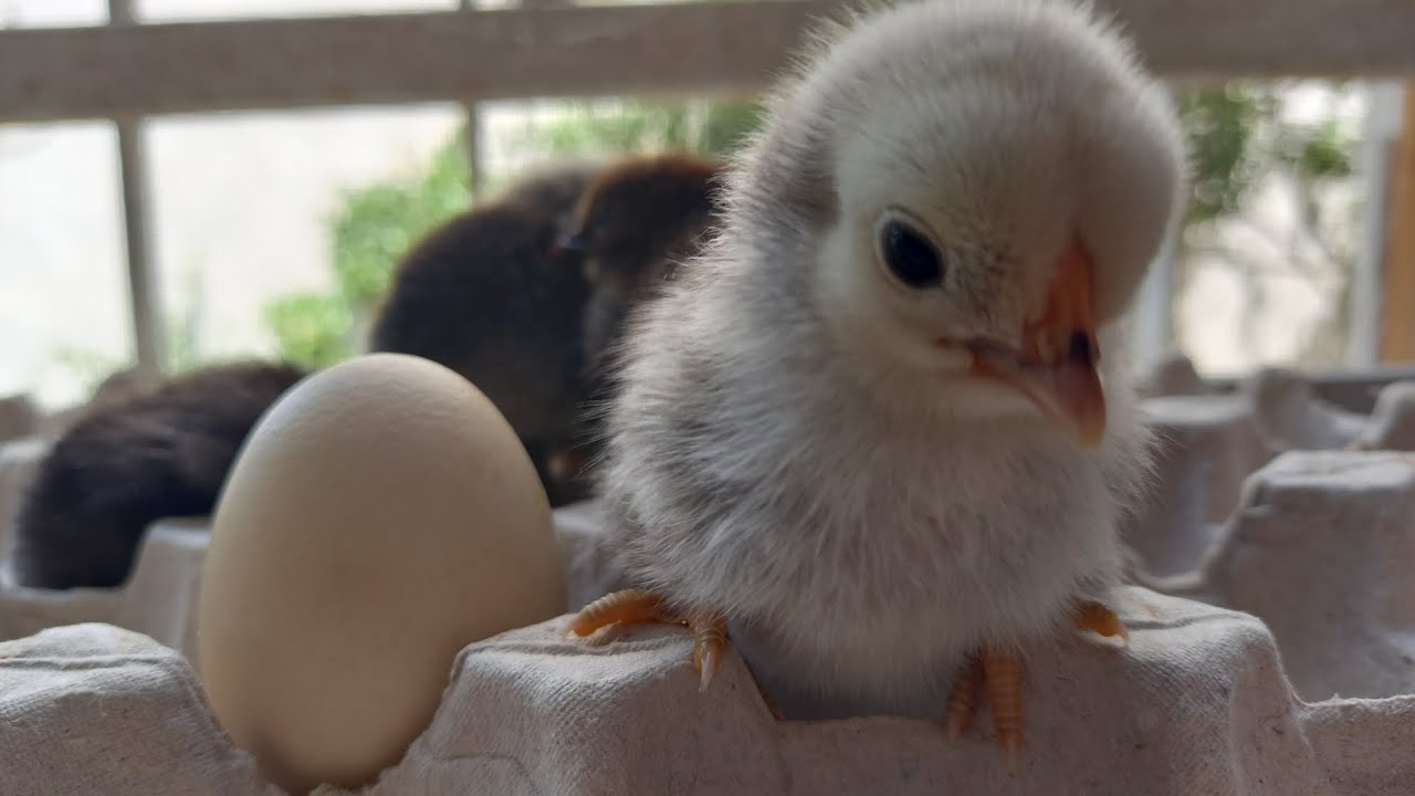 The miniature chicks were one day old #chicks - YouTube