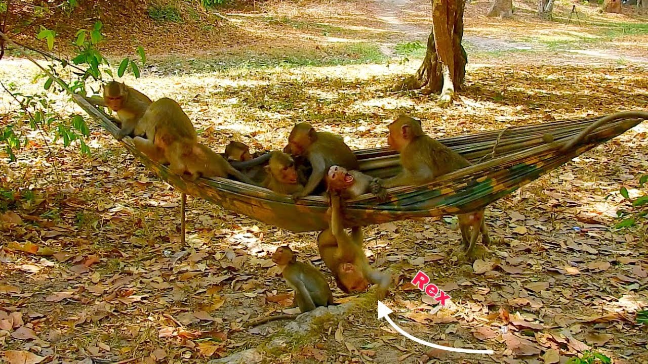 Happiness ! Rex monkey happinesses wild playing together, look happy ...