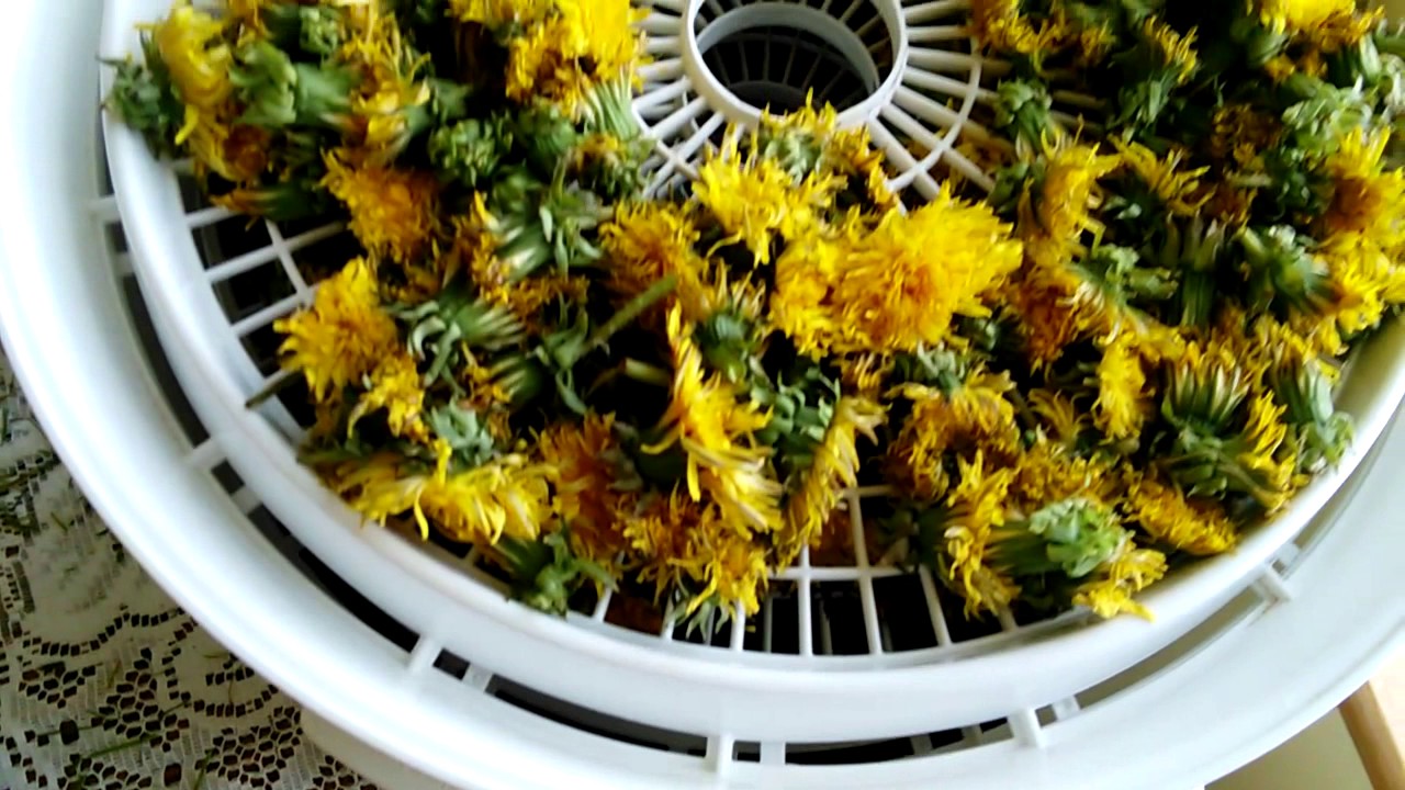 How To Dry Dandelion Flowers For Tea | Best Flower Site