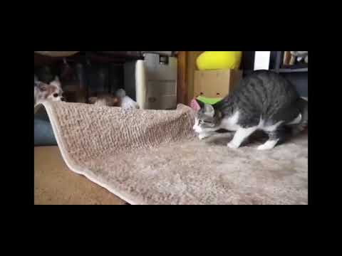 gatos bailando bien chido jajaja 🤣 - YouTube
