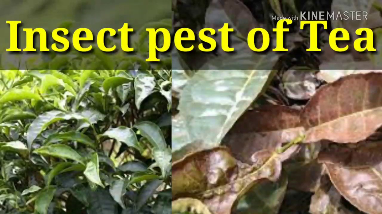 Insect pest of Tea - YouTube