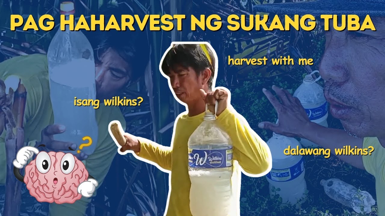 PAANO MAG-HARVEST NG SUKANG TUBA? *made from nipa tree* - YouTube