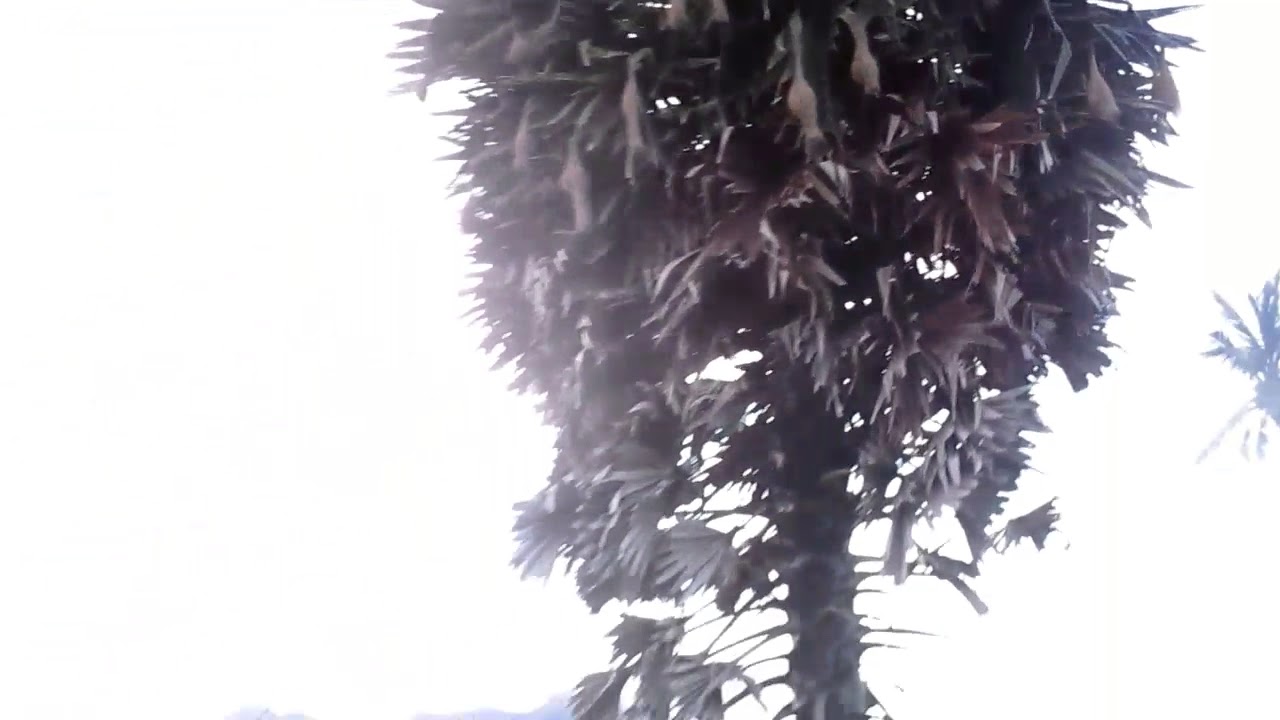 Basic course on water divining using Y-shaped stick - YouTube