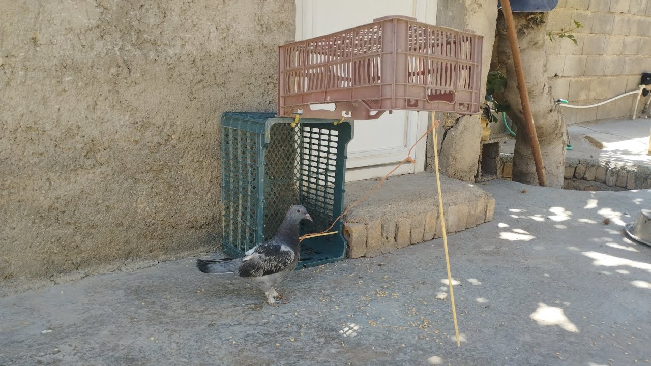 Pigeon trap with a simple method with a basket and wood in a simple way ...