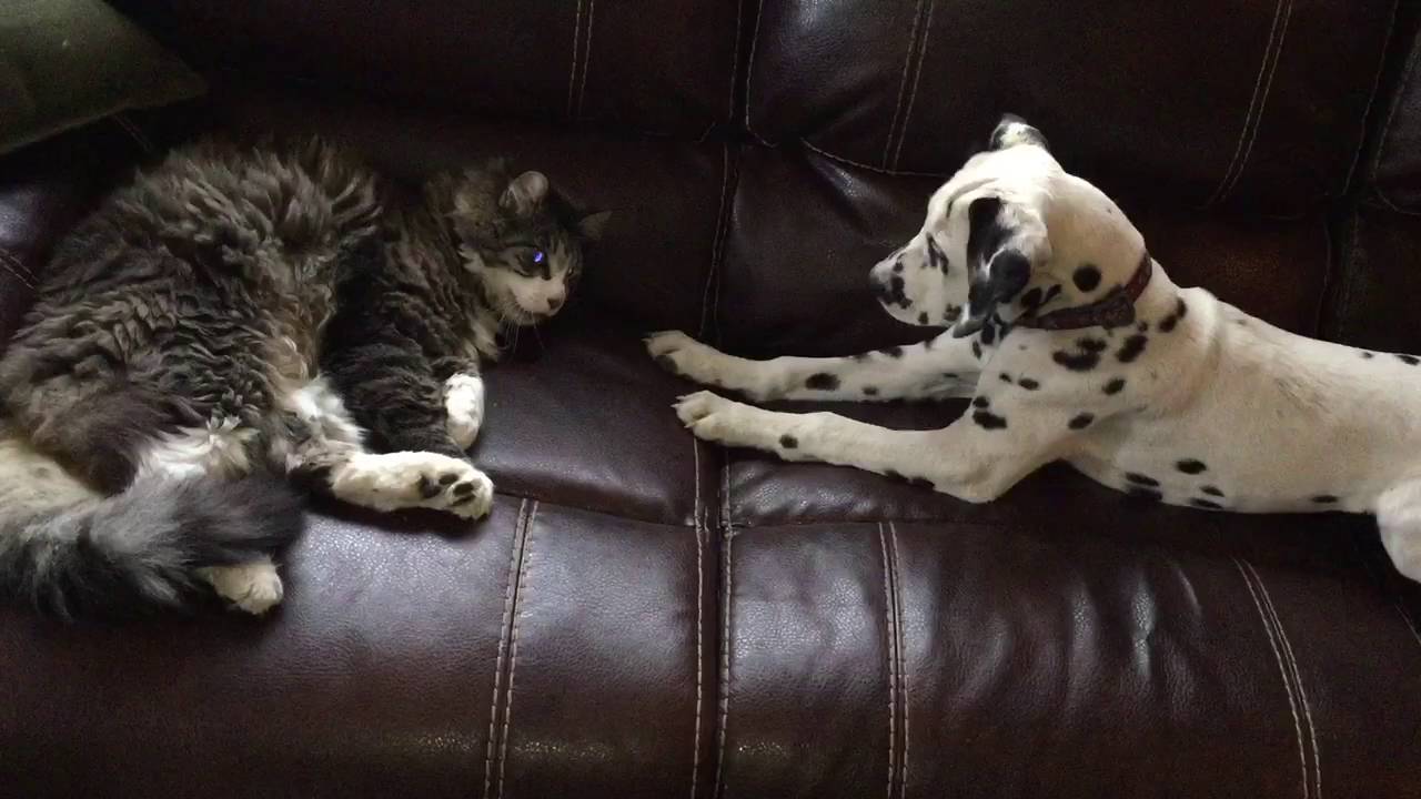 Silly Dalmatian Pup Really Wants to Play with Chill Cat - YouTube