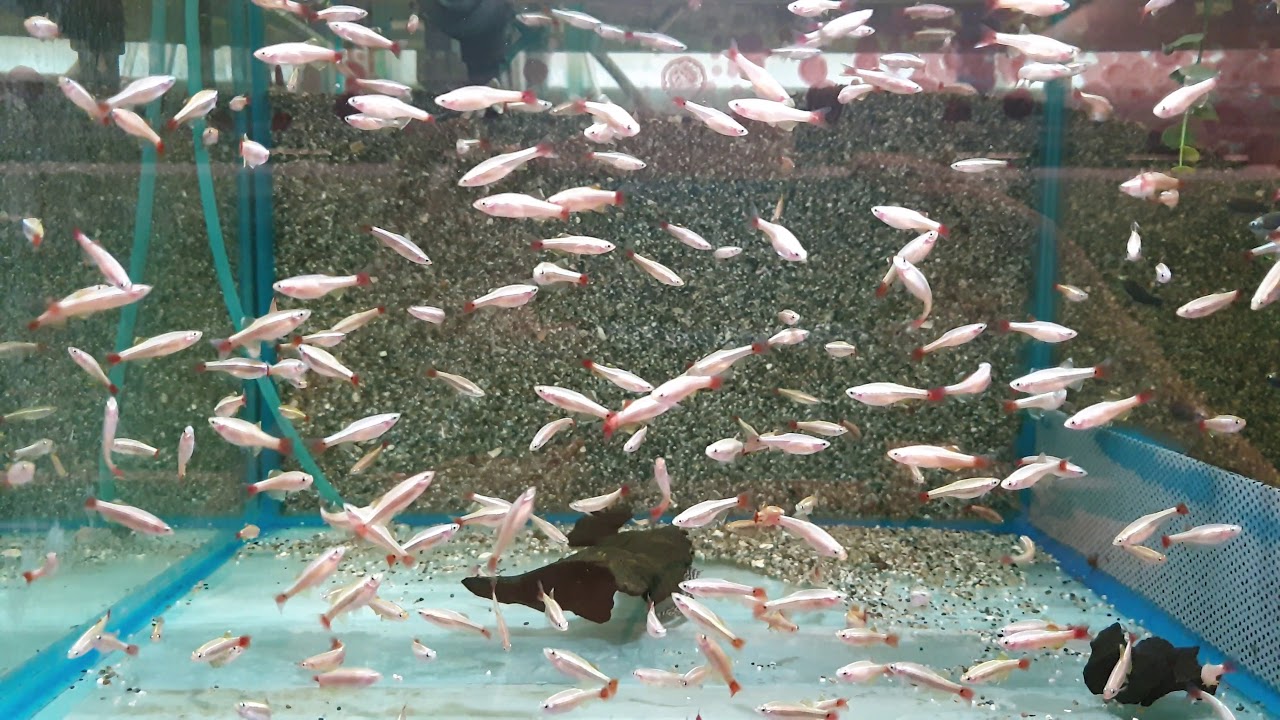 Tanichthys Albonubes - YouTube