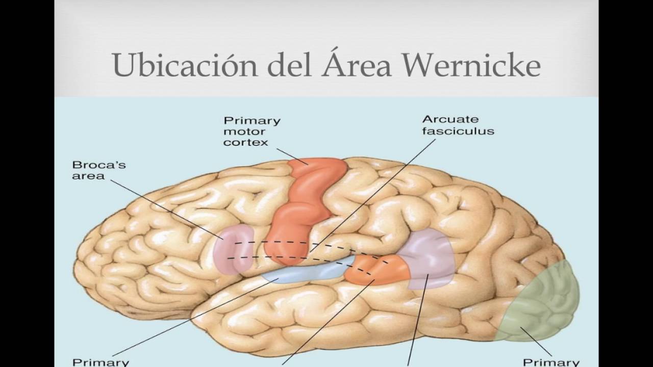 Area de Wernicke JudithLópez - YouTube