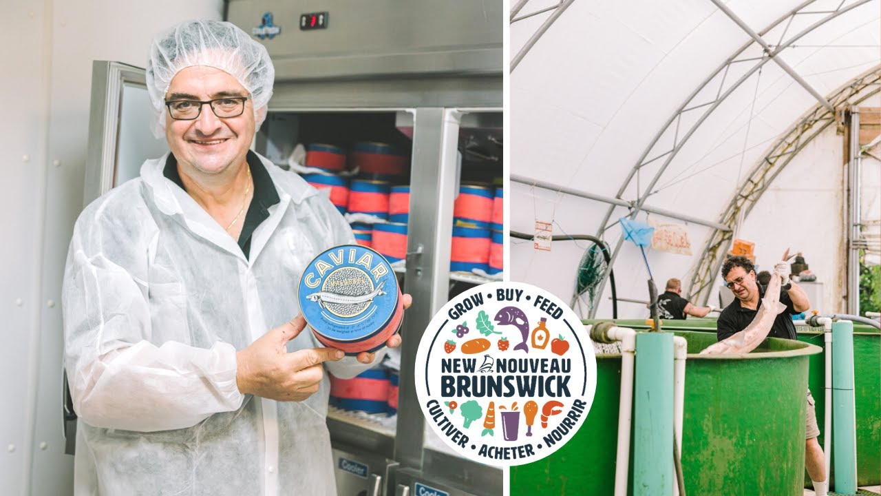 Caviar Harvesting in NB | Acadian Sturgeon - YouTube