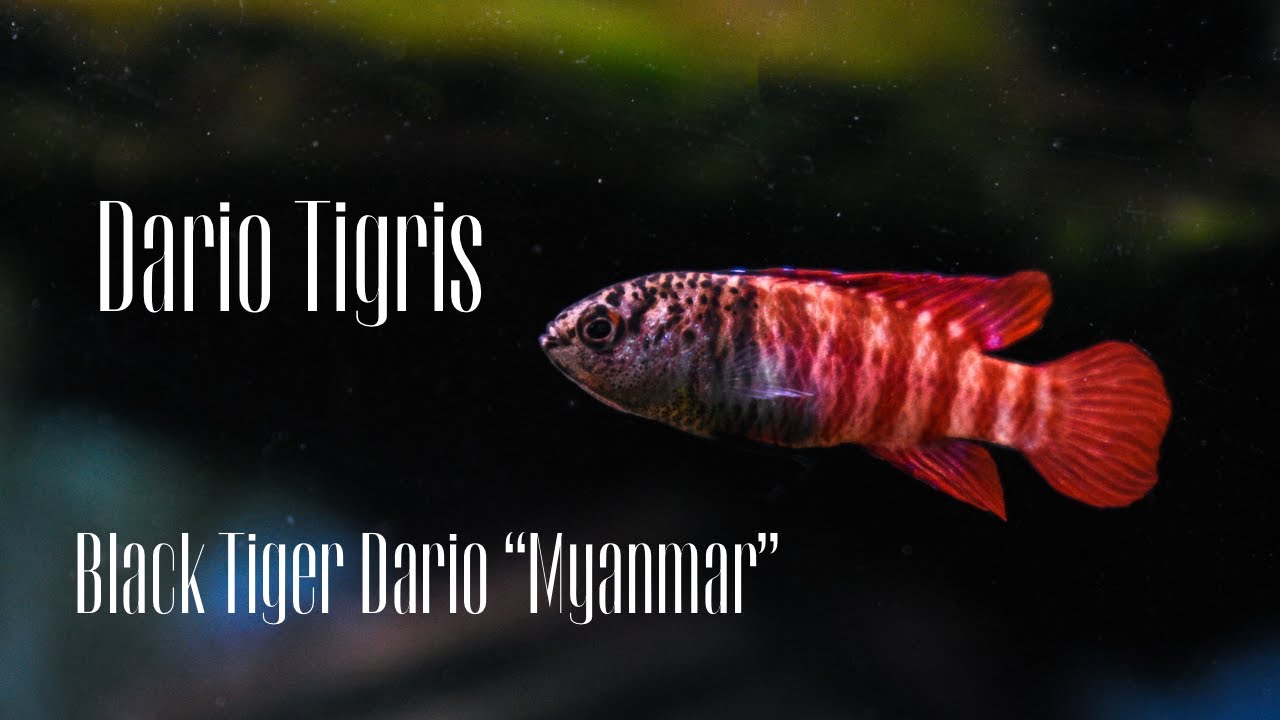 Dario Tigris “Black Tiger Dario” Myanmar - YouTube