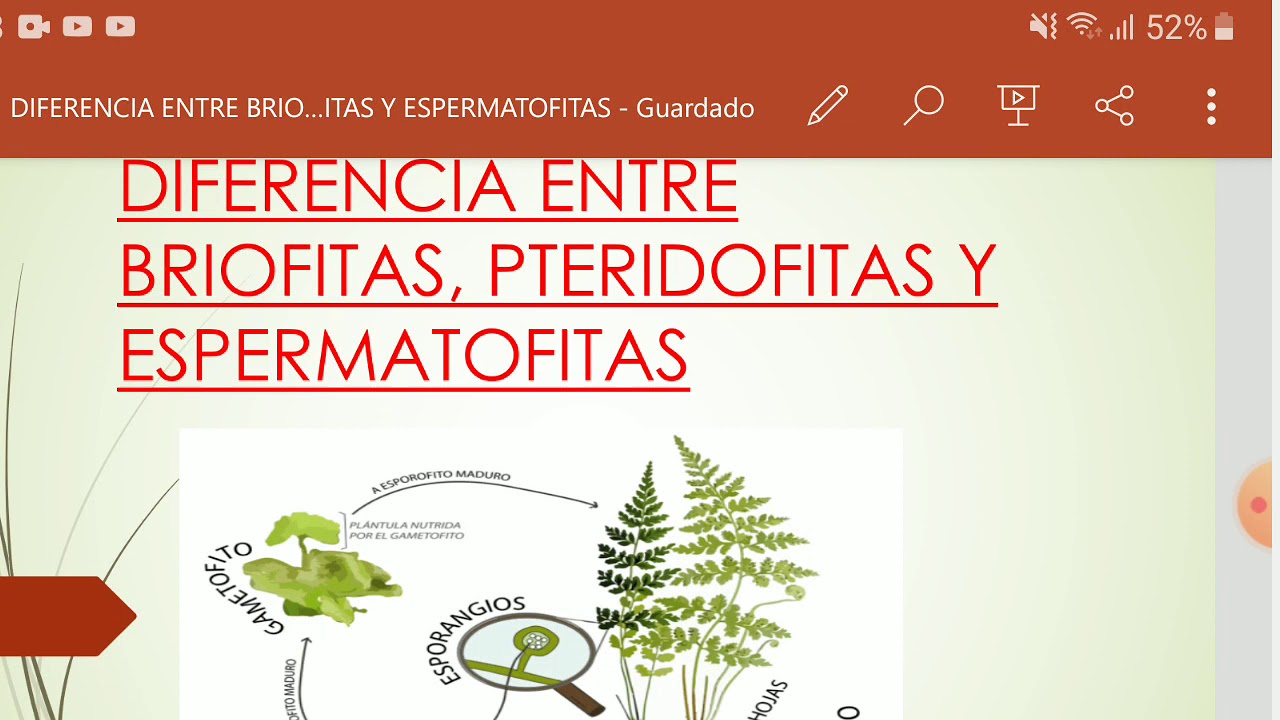 DIFERENCIAS ENTRE BRIOFITAS PTERIDOFITAS Y ESPERMATOFITAS - YouTube
