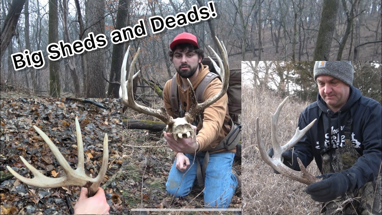 GIANT Deadhead and Big Sheds! -Iowa Shed Hunting - YouTube